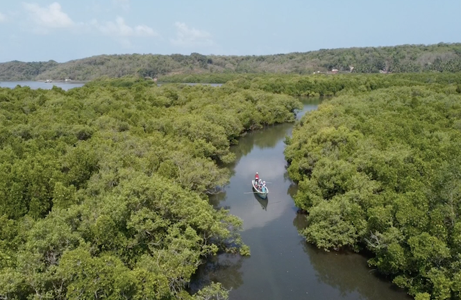 Biggest Mangrove Forest